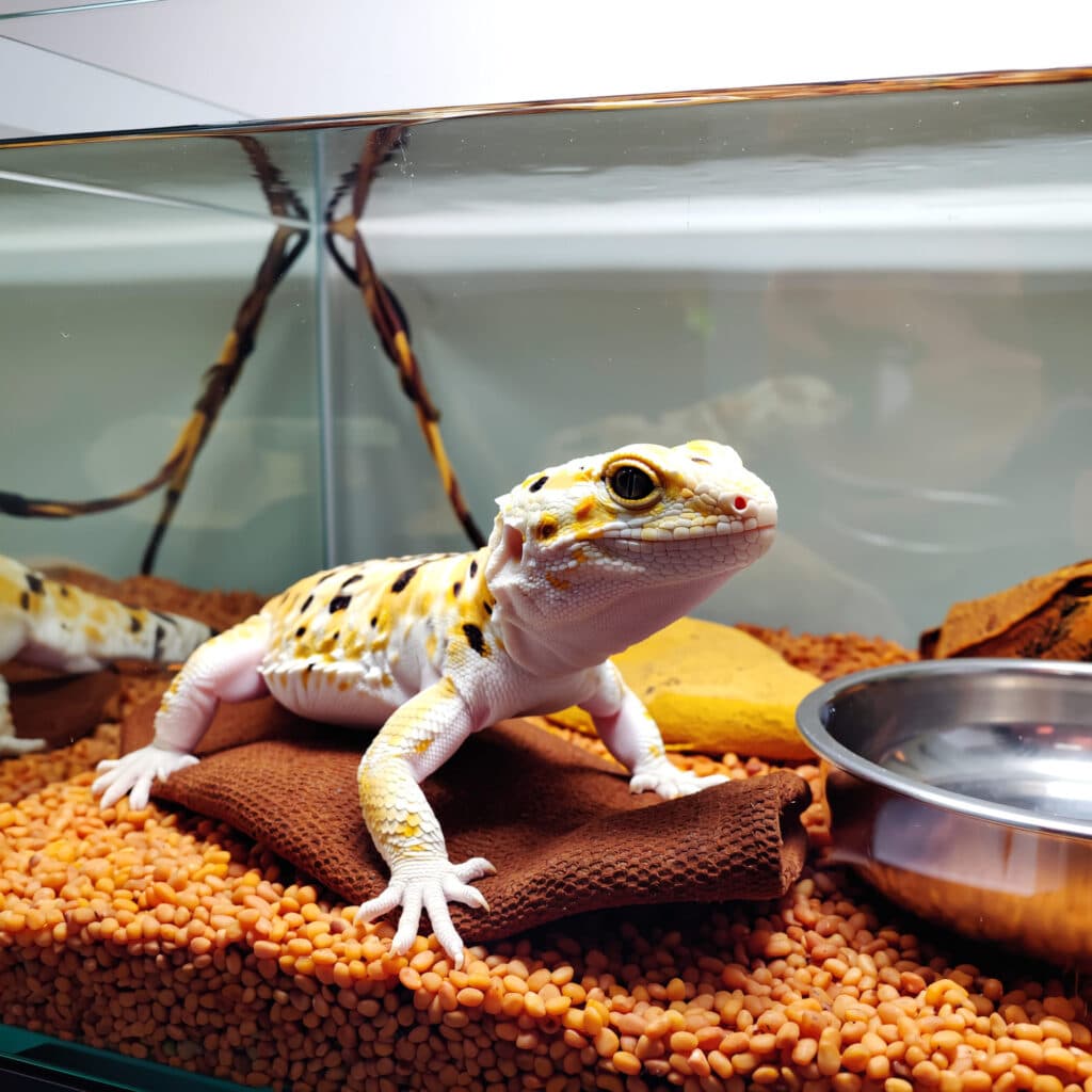 What Size Tank Does a Leopard Gecko Need? (Complete Guide + Age Chart)