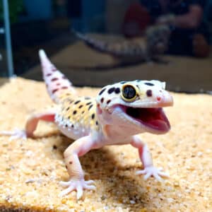 Vocal Sounds in Leopard Geckos: Meaning, Causes & What Each Noise Tells You